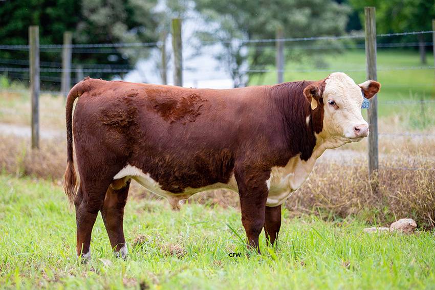 Double J Farm LLC - Virginia Hereford Cattle - North Carolina Hereford ...